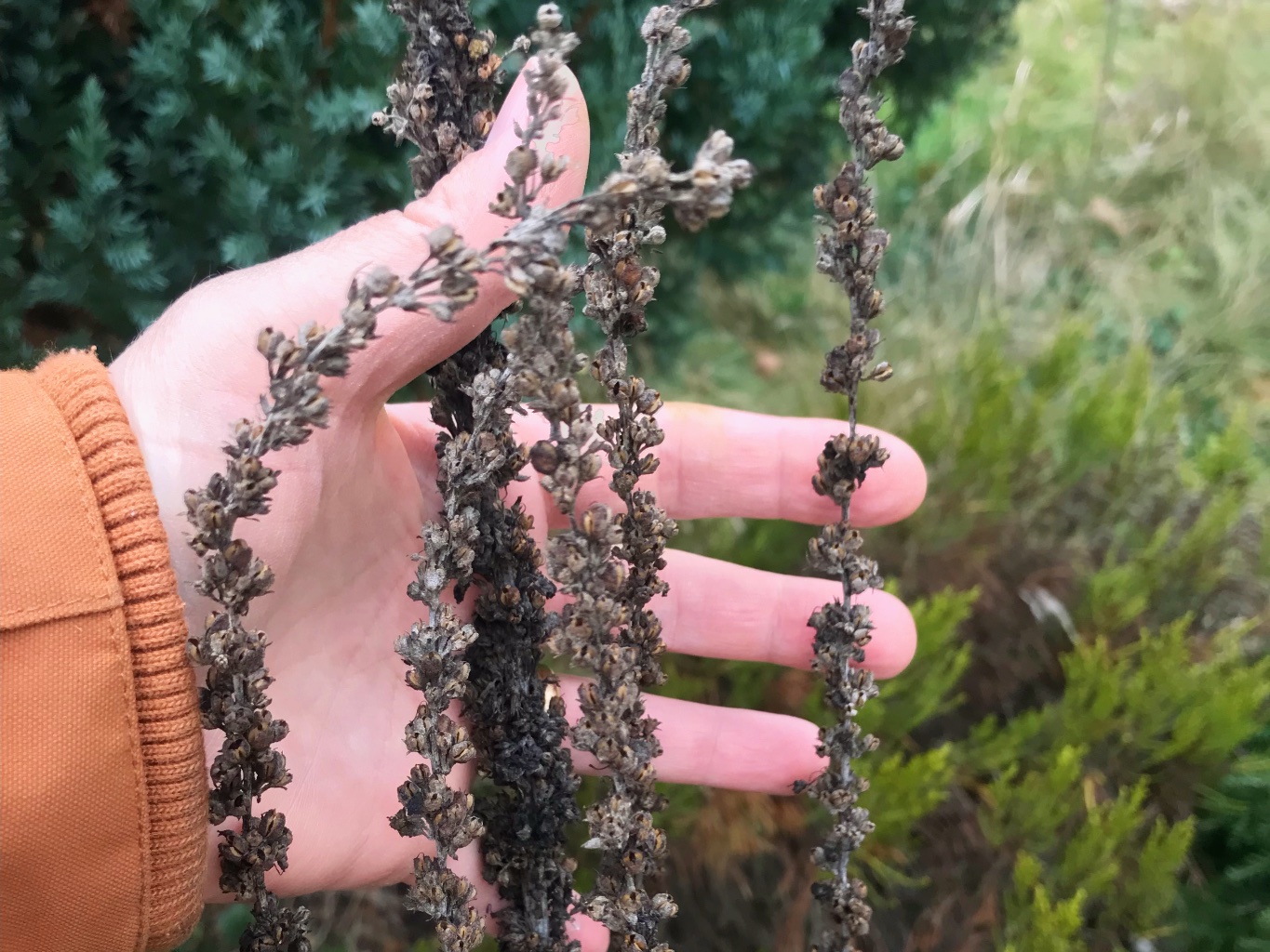 Vypěstujte si trvalky z vlastních semínek | iTrvalky.cz